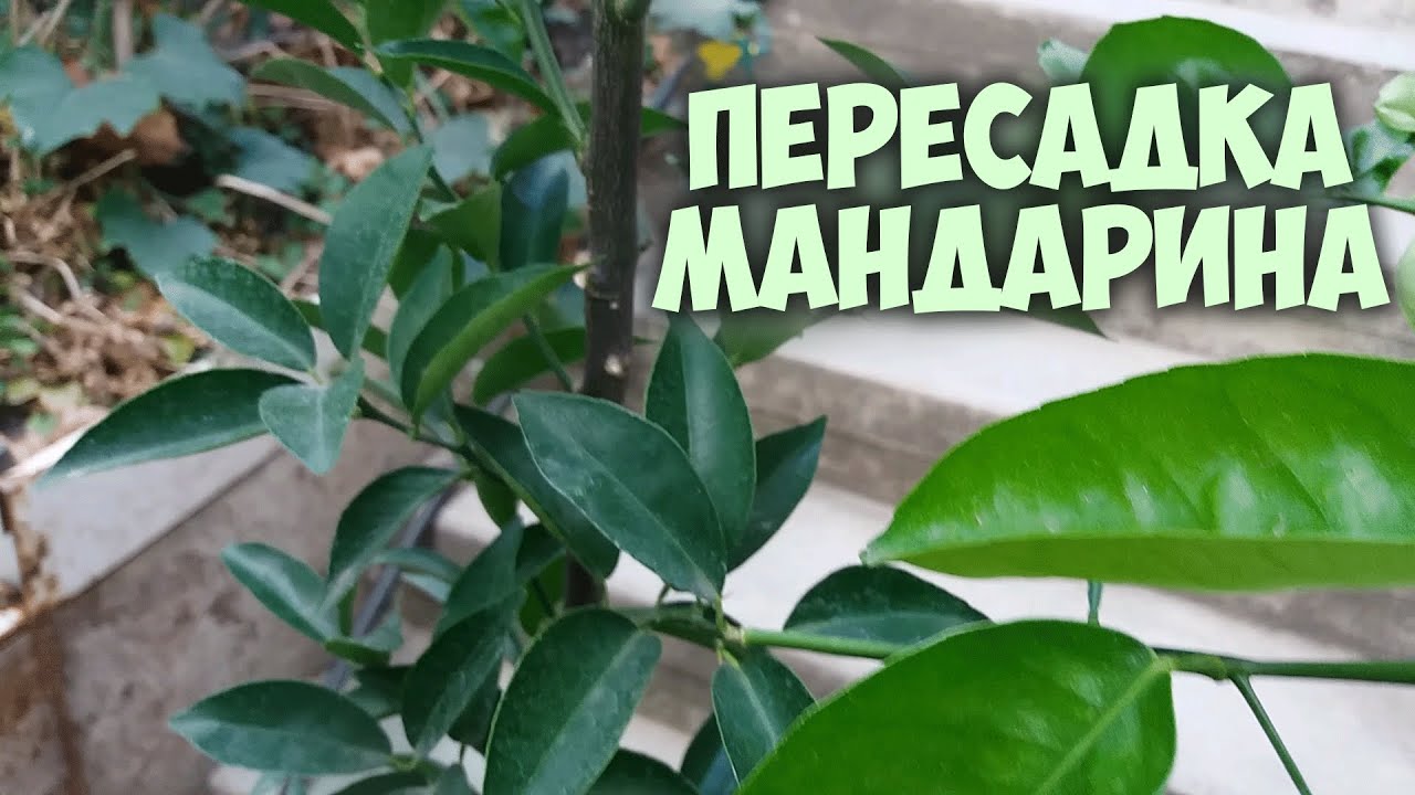Мой комнатный Мандарин Пересадка мандарина Youtube