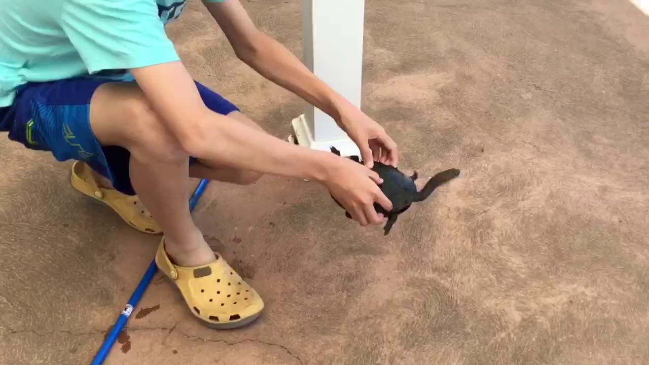 Turtle Hunting!!! - YouTube