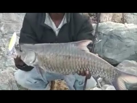 2023 blue mahseer fish blue mahseer fish - YouTube