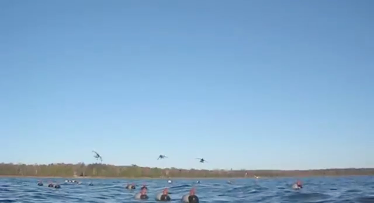 Diver Hunting Layout Boat ~ Redheads all over - YouTube