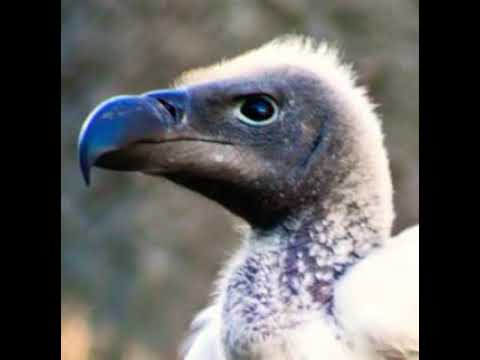 Vulture Screech 🦅 🔊 - YouTube