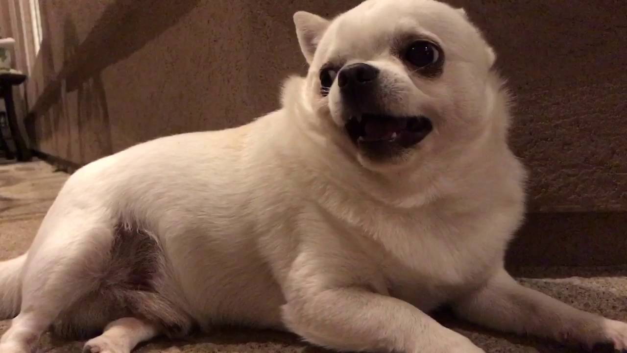 Grumpy chihuahua on hour two of his diet.. - YouTube
