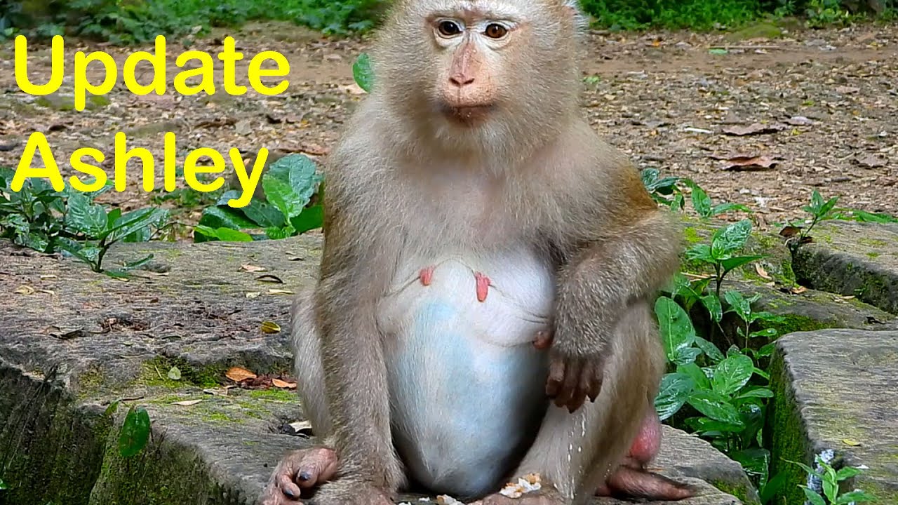 Wonderful and fantastic monkey Ashley sitting and showing her Huge ...