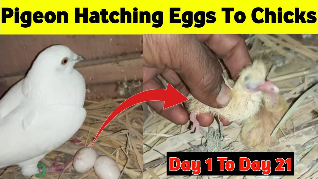 pigeon hatching eggs | pigeon hatching eggs 21 days | pigeon hatching ...