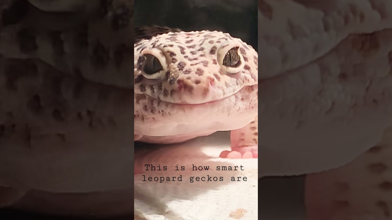 How Smart are Leopard Geckos? - YouTube