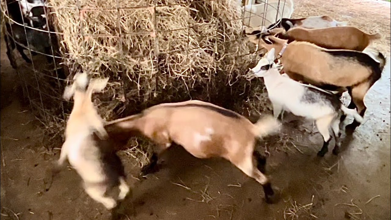 The mama goats are grouchy! 2 bad shows & a goodbye. Mia’s last day ...