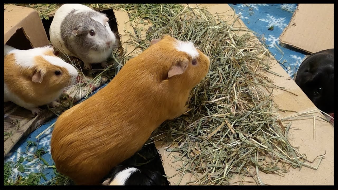 Guinea pig playground upgrade - hay on the roof! - YouTube