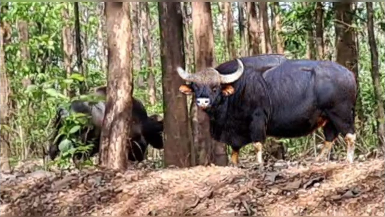 encounter with wild Indian Gaur at near Shikara resort Dandeli ...