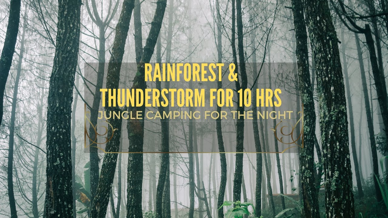 Rainforest & Rain: The Ultimate Nature Soundscape For Relaxation, Sleep ...