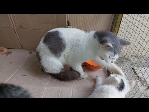 Mother Cat Attacking Her Own Kittens Not Allowing Them To Eat