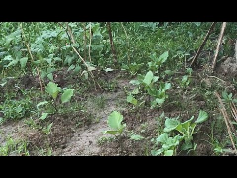 HARVEST TAYO NG PITCHAY - YouTube