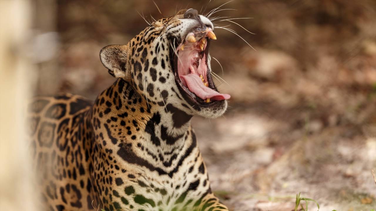 Jaguar yawning at 12fps - YouTube