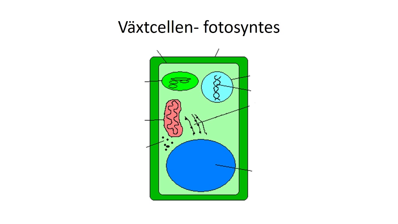 cellandning och fotosyntes - YouTube