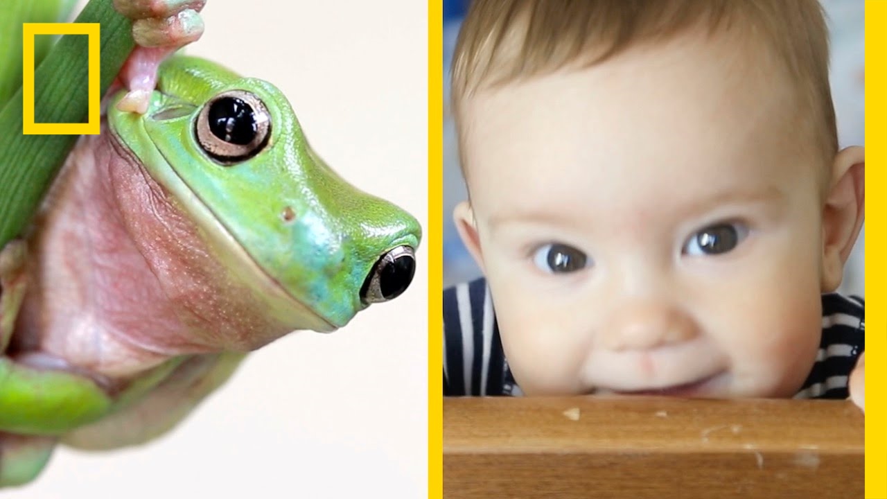 What Does a Frog’s Face Have in Common With Yours? | National ...
