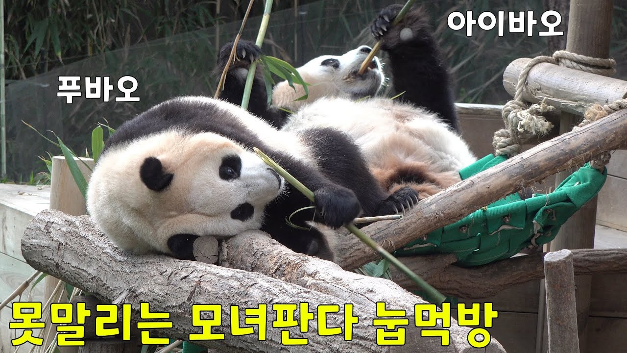 에버랜드 판다 아기판다 푸바오와 엄마판다 아이바오 못말리는 모녀판다의 눕먹방 아이바오가 푸바오의 영향을 받았는지 너무 자연스럽게 눕먹방을 Youtube