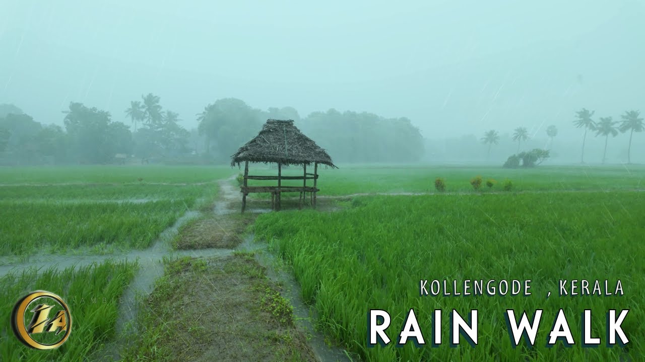 [4K] Refreshing Walking in Rain through Paddy fields of Kollengode Village in Kerala | ASMR Rain ...