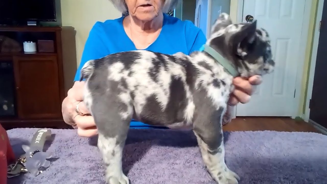 Merle fluffy carrier frenchies at 7 weeks - YouTube