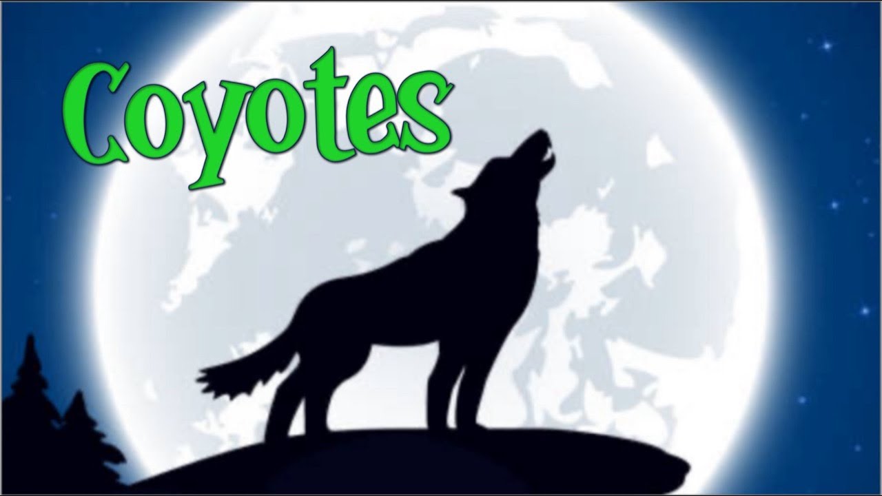 Scary coyote noises caught on camera - YouTube