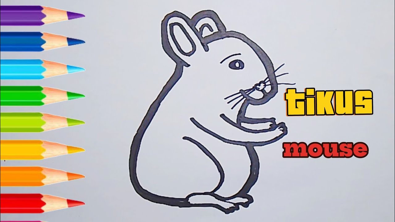 TIKUS cara menggambar dan mewarnai hewan TIKUS | Drawing and coloring ...