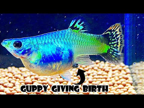 A Guppy Fish Having Babies, 78 Fish New Born Babies | Massive Babies ...