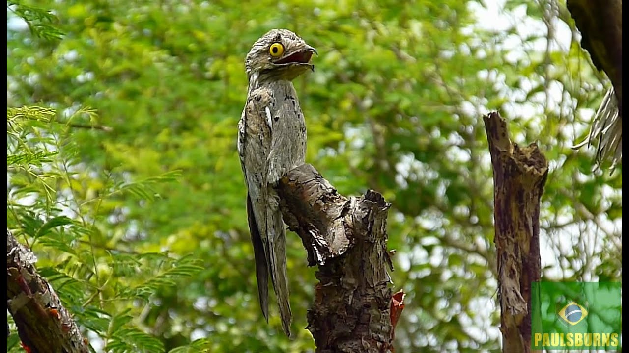Pássaros Silvestres BR (Brazilian Birds) Pássaro invisível The ...