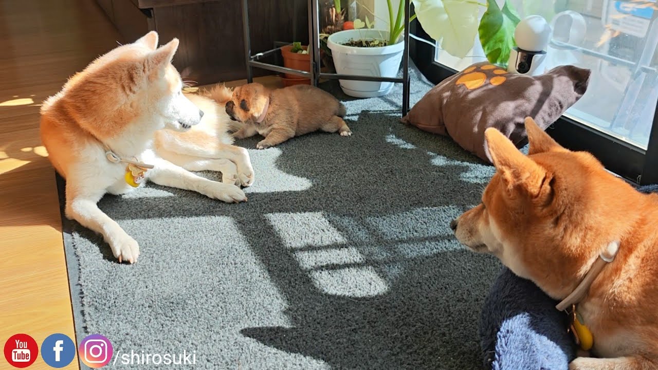 look how a potat went near Suki infront of Mom! - YouTube