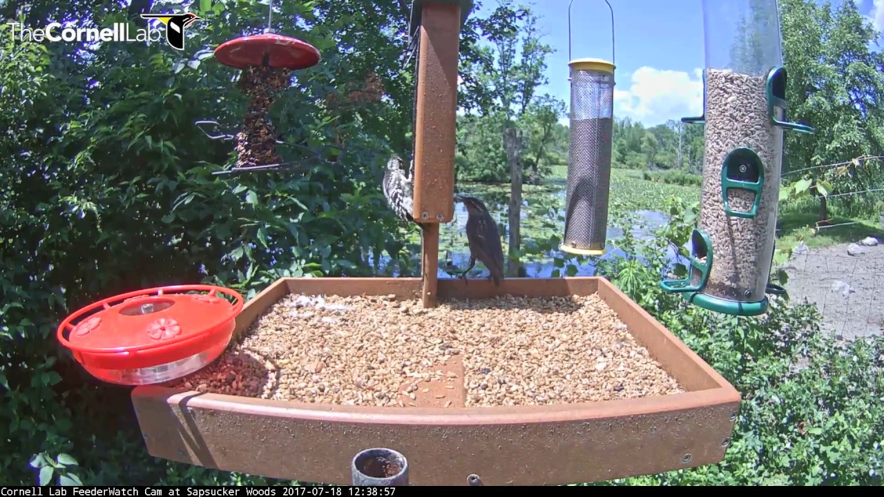 Juvenile Red-winged Blackbird – Cornell Feeders – July 18, 2017 - YouTube