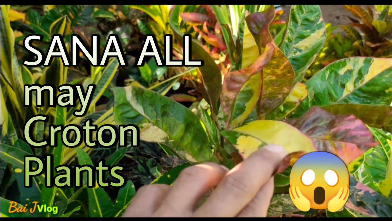 Our old and new CROTON PLANT collections|| Plant Tour - YouTube