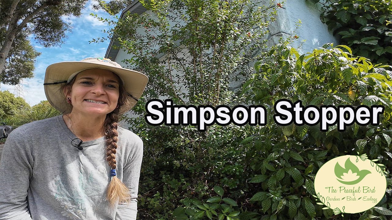 Simpson stopper - Edible beauty for your Florida garden. - YouTube