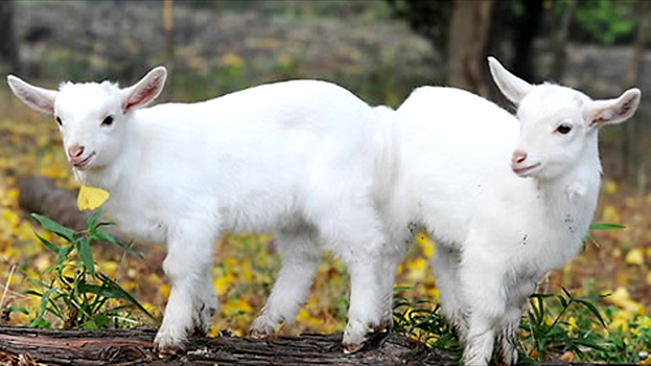 아기 염소 우는 소리, Little Goat Bleats Sound Effect / Free Sound Effect - YouTube