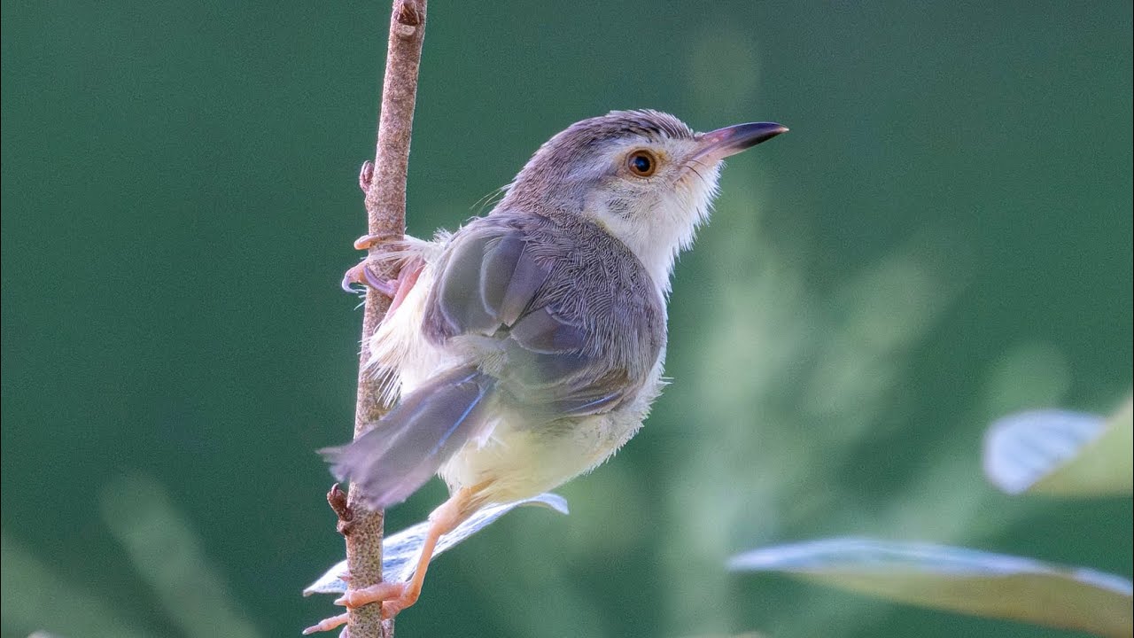 bird photos slider v1 - YouTube