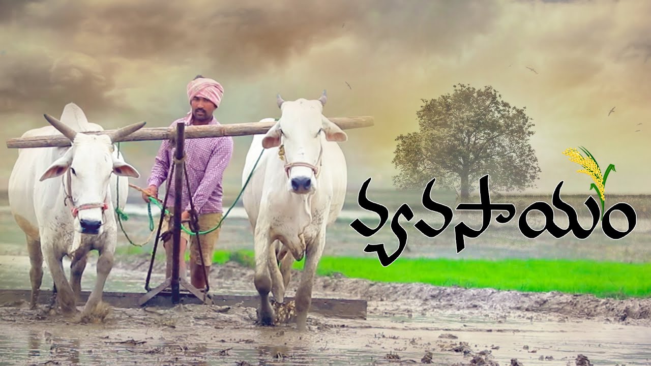 How Rice is Made : Step by Step Growing Rice Paddy Farming || Rice ...