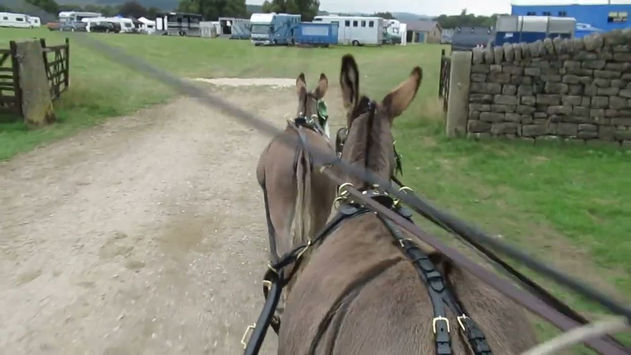 Tandem of donkeys drive through Chatsworth Park - YouTube
