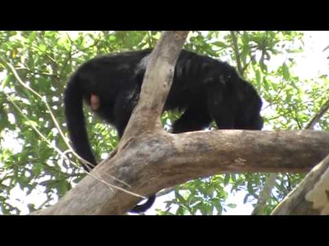 Howler Monkey Sounds - YouTube