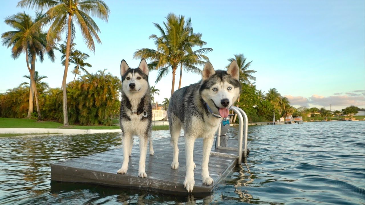 MY HUSKIES HAVE THE GREATEST LAKE DAY EVER! - YouTube