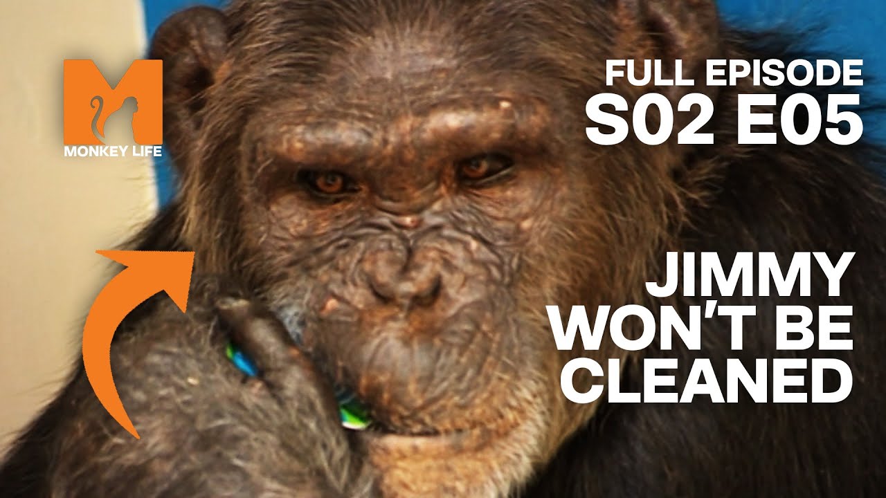 Jimmy's Wound Oozes | Season 2 Episode 5 | Full Episode | Monkey Life ...