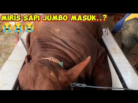 DI SIAPKAN KONTES‼️TIDAK TER DUGA SAPI JUMBO MASUK PALUNGAN - YouTube