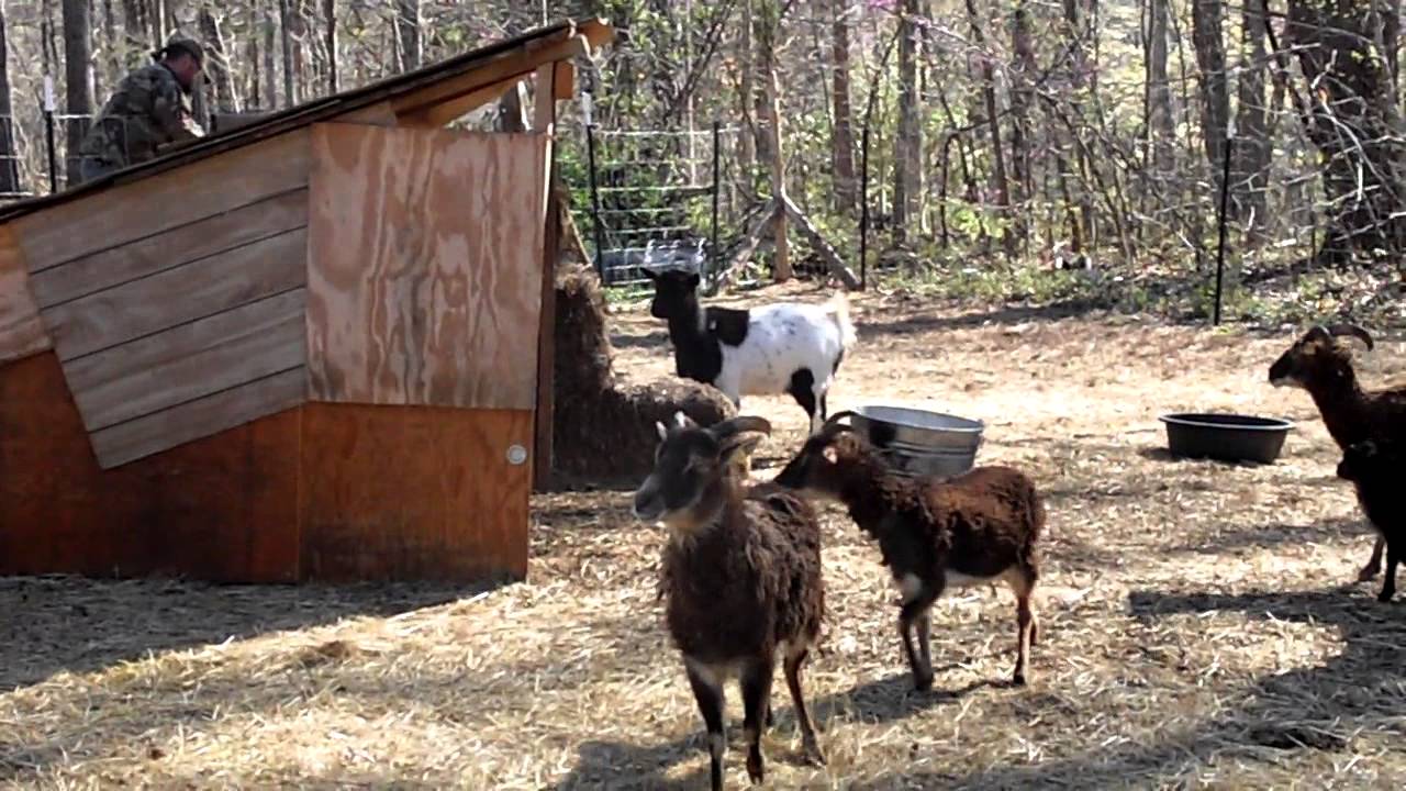 Soay Sheep Jumping - YouTube