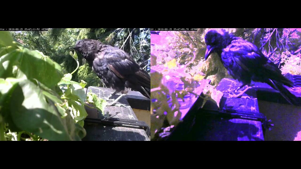 E1622 20190815 154648 000 Crow in visible and ultraviolet CU (no audio ...