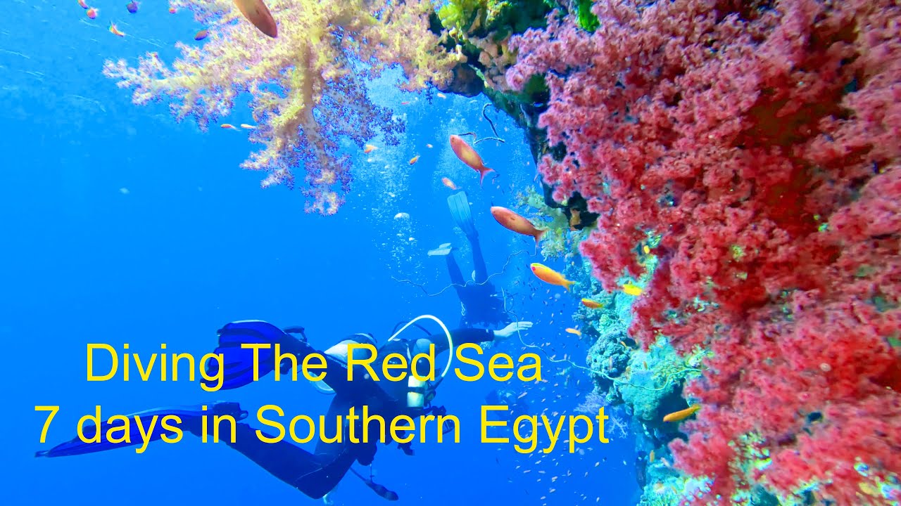 Red Sea Liveaboard Trip covering Daedalus, Rocky Island, Sataya ...