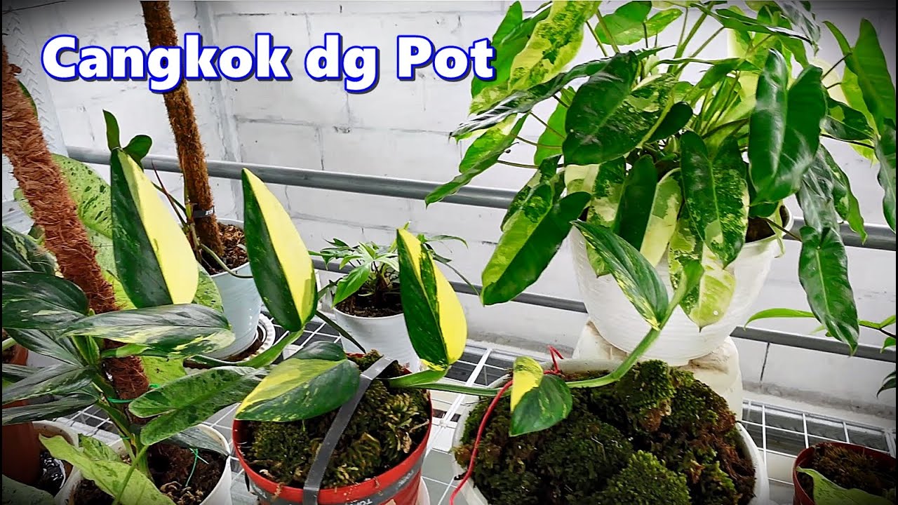 Cara Mudah Propagasi Aroid Langsung Hidup - Cara Merunduk di Pot - YouTube