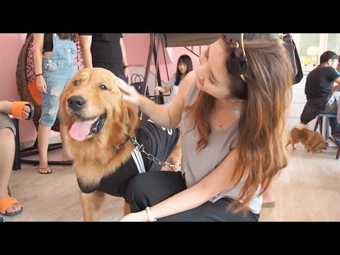 Paws & Tails Dog Cafe in Gading Serpong (Indonesia) - YouTube