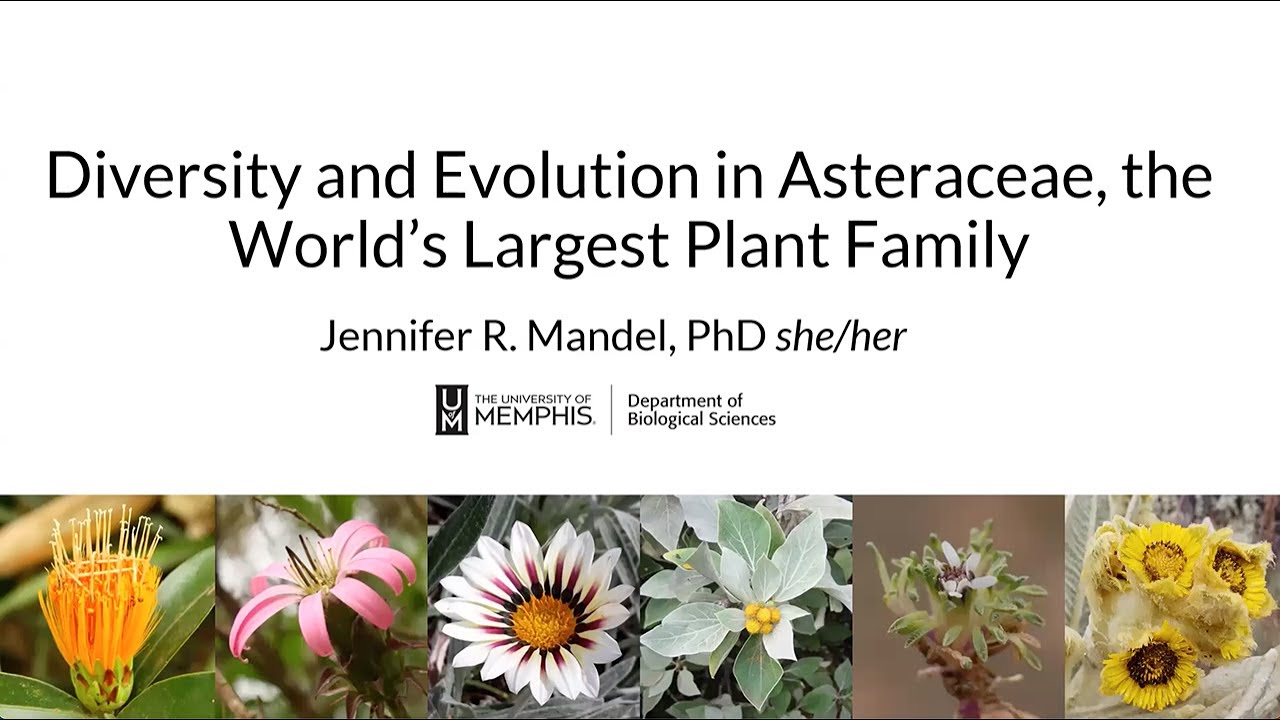 Diversity and Evolution in Asteraceae, the World's Largest Plant Family - YouTube