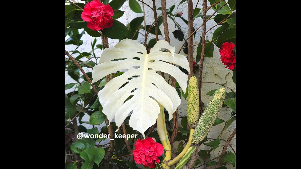 What to Do and How to Care for Fully variegated Monstera - YouTube