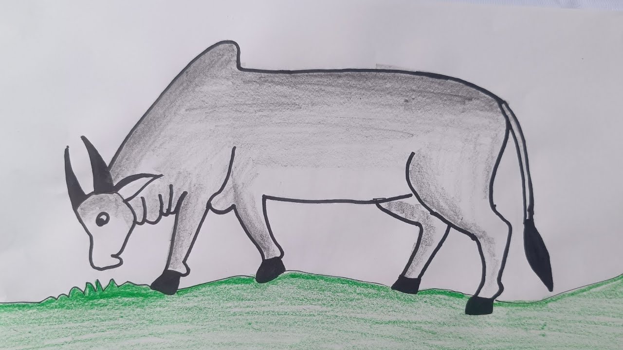 How to draw Cow easy for beginners step by step/animal drawing, - YouTube