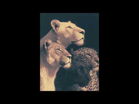 Hayyam & Rover - Salvador ve Corleone