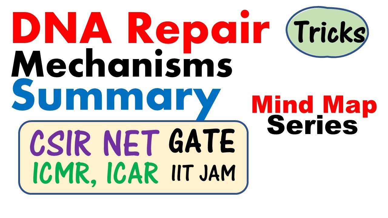 DNA repair mechanism biochemistry summary - YouTube