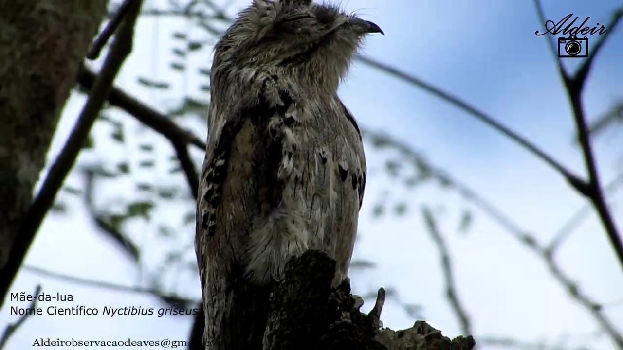Mãe da lua, Urutau Ave rara , Nyctibius griseus, Observação de aves ...