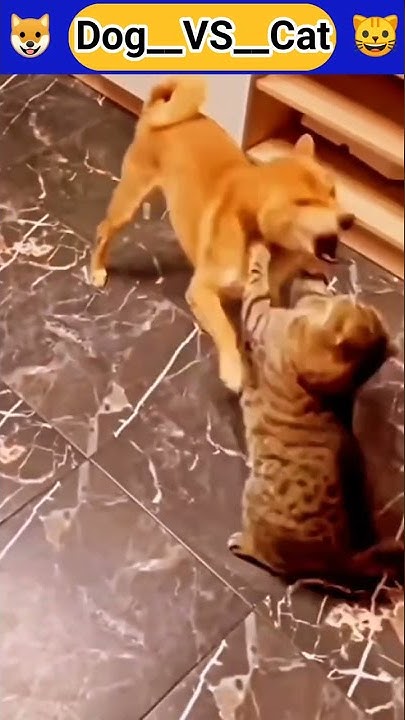 Cat VS Dogs comparison 😂 #shorts - YouTube