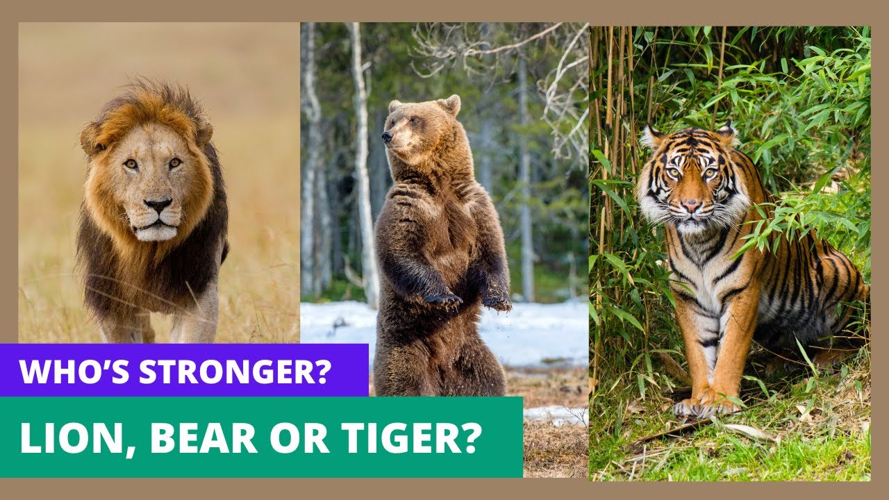 Lion vs Bear vs Tiger: Who's Stronger? - YouTube